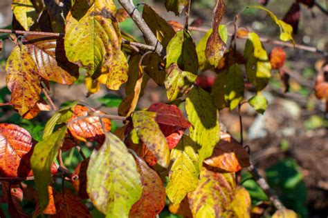 Imágenes De Liscie Descubre Bancos De Fotos Ilustraciones Vectores Y