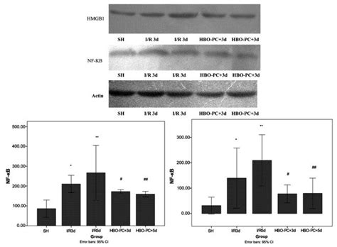 Expression Of Hmgb1 And Nf κb Protein In The Sh Group N 7 I R Groups Download Scientific