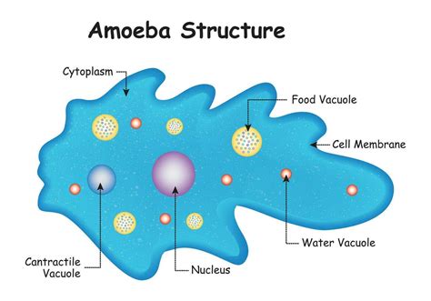 Anatomy Of A Amoeba Structure Design Science Vector Illustration