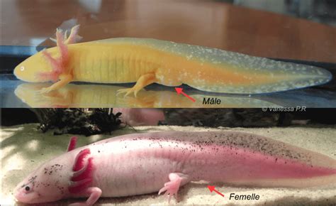 How To Properly Determine The Sex Of An Axolotl R Axolotls