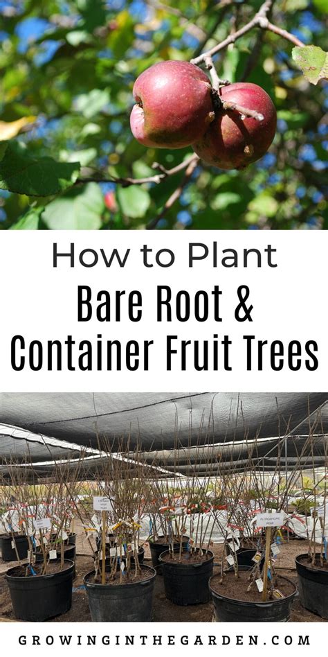 Planting Bare Root And Container Fruit Trees A Step By Step Guide Growing In The Garden