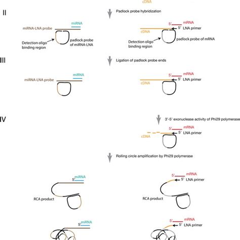 Simultaneous Detection Of Mirna And Mrna Molecules In A Plant Tissue