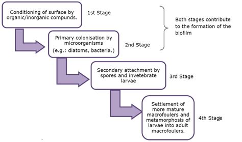 1 Stages Of Marine Biofouling Adapted From Callow And Callow 2002