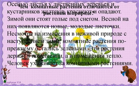 Комнатные растения презентация онлайн