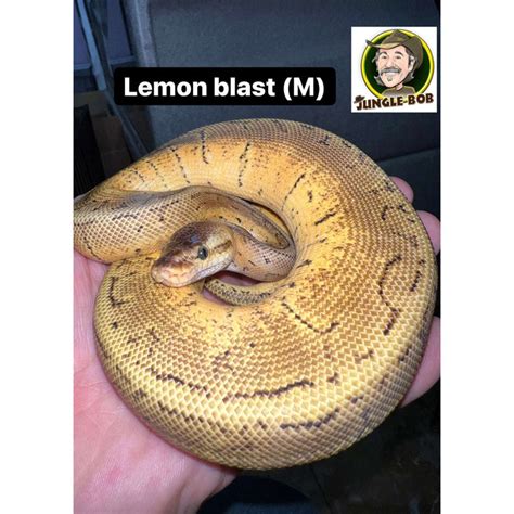 Killer Blast Ball Python