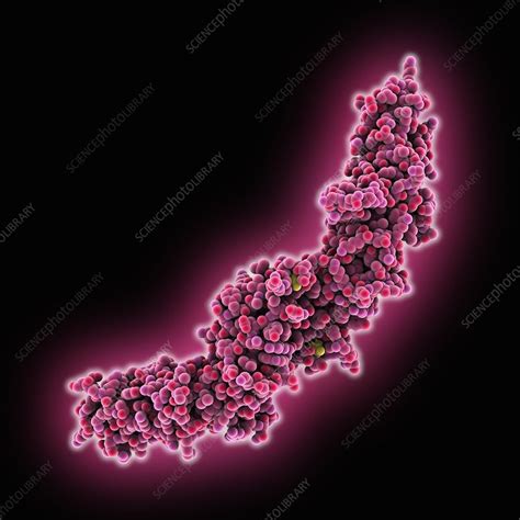 Human Tissue Factor Molecule Stock Image C0252141 Science Photo