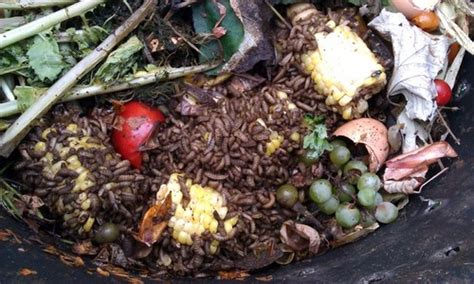 Black Soldier Fly Larvae In Compost Bin