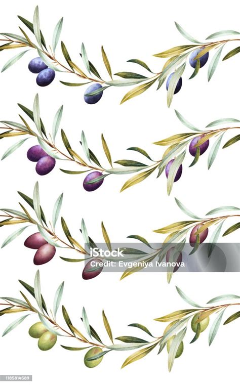 검은 색 녹색과 칼라마타 올리브 나무 가지의 원활한 테두리 손으로 그린 수채화 그림입니다 장식 디자인 요소 올리브에 대한 스톡 벡터 아트 및 기타 이미지 Istock