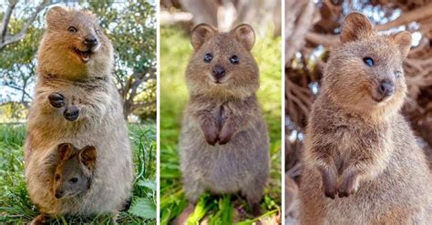 The Quokkas Docile Temperament Friendliness To Humans And Smiling