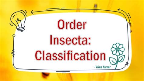 Order Insecta Classification Pptx Birdwatching Hobbies And Interests