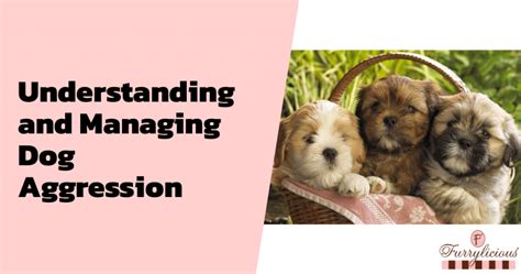 Furrylicious® Understanding and Managing Dog Aggression - Furrylicious®