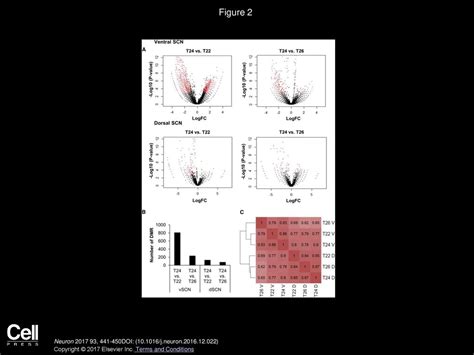 Network Dynamics Mediate Circadian Clock Plasticity Ppt Download