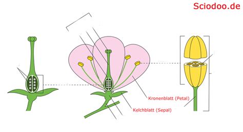 Aufbau Einer Blüte Bestandteile Funktionsweise Pflanzenanatomie