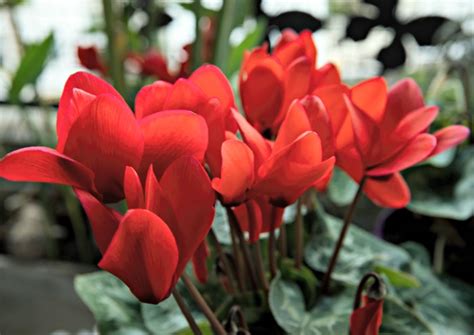 Caring For A Cyclamen Growing Cyclamen Persicum Florist Cyclamen