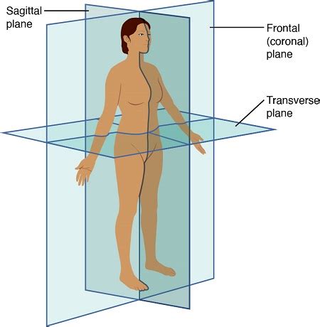 Principal Anatomical Regions Of The Human Body