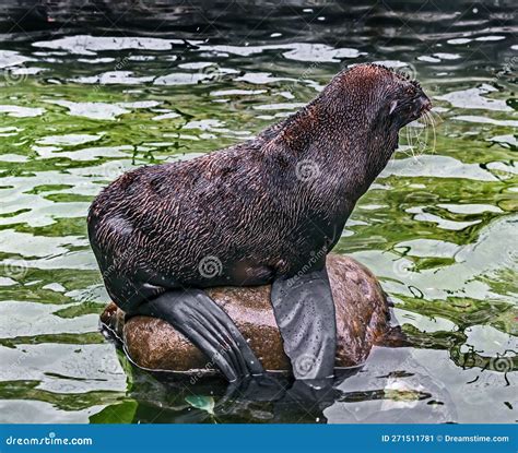 Fur Seal On The Stone In The Pond 1 Stock Image Image Of Seal