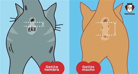 C Mo Determinar El Sexo De Mi Gatito Veterizonia