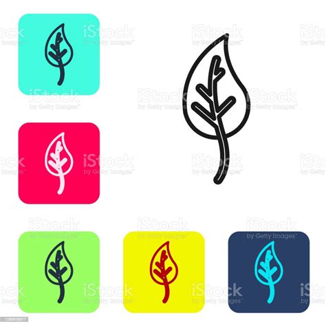 흰색 배경에 격리 된 검은 줄 잎 아이콘 나뭇잎 기호 신선한 천연 제품 기호 색상 정사각형 단추로 아이콘을 설정합니다 벡터 0명에 대한 스톡 벡터 아트 및 기타 이미지