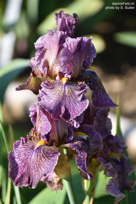 Tall Bearded Iris Iris Moonlight Sketch In The Irises Database