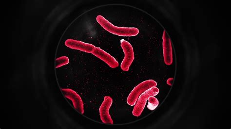 Bacteria Under Microscope Red Stock Motion Graphics Sbv 320898330