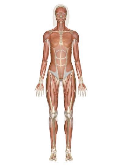 Interactive Guide To The Muscular System Innerbody