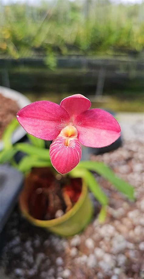 Phrag Barbara Leann R Orchids