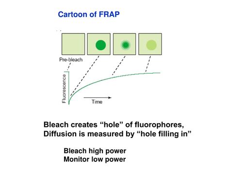 Ppt A Way Of Understanding Diffusion Random Walk Powerpoint Presentation Id 6396134