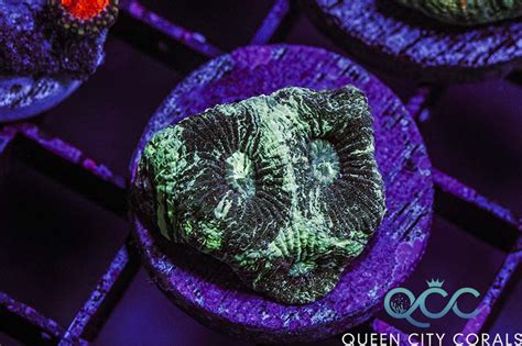 Mud Splatter Goniastrea Wysiwyg Queen City Corals