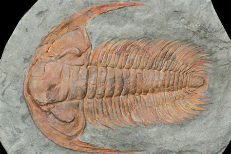 4 3 Cambrian Trilobite Acadoparadoxides Tinjdad Morocco 170760 For Sale