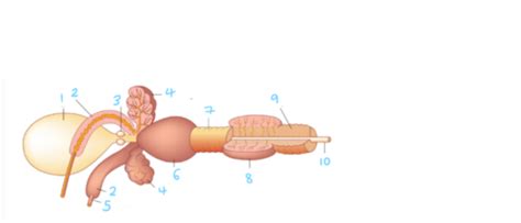 The Male Reproduction Flashcards Quizlet