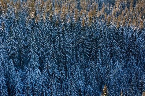 Хвойные леса России