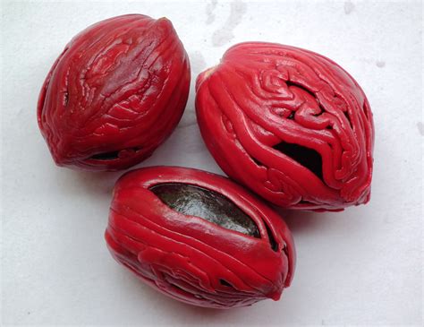 Health Benefits Of Nutmeg Health Benefits
