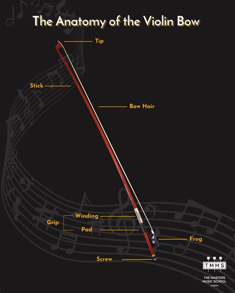 Anatomy Of The Violin The Masters Music School