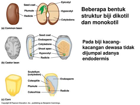 25 Ide Terbaru Struktur Biji Dikotil Dan Monokotil