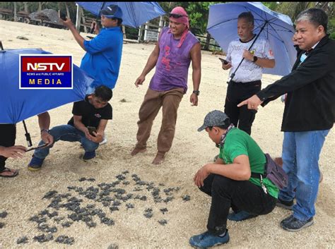Denr Usec Adobo Witnesses Newly Hatched Turtles In Brgy Cutcutan