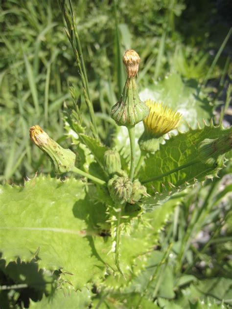 Sow Thistle Sonchus Spp