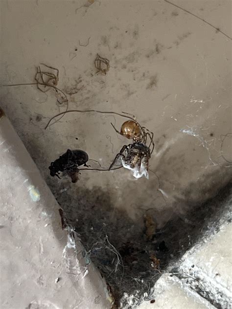 Bathroom Spider Rspiders