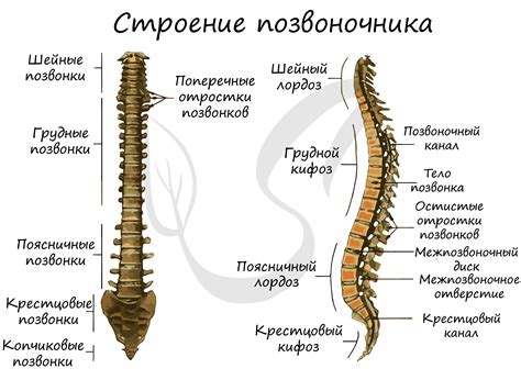 Таблица по биологии отделы тела скелета кости