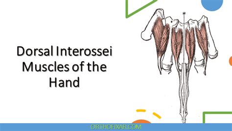 First Dorsal Interossei Hand Dorsal Interossei Finger Yinsbk