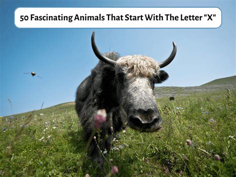A List Of Animals That Start With X This Large Collection