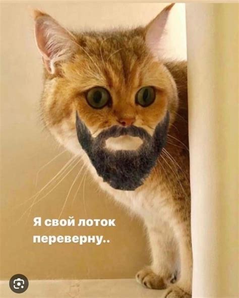 Create Meme Cat Funny Face Of A Cat Cat Pictures Meme Arsenal