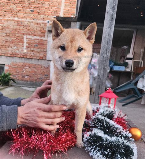 Шиба ину Други редки породи 5 месеца Женско Оранжево и бяло Чистокръвно Кучета продава