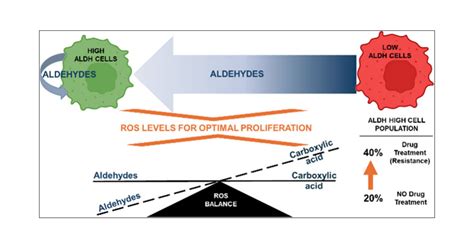Tumor Heterogeneity Shapes Survival Dynamics In Drug Treated Cells Revealing Size Drifting