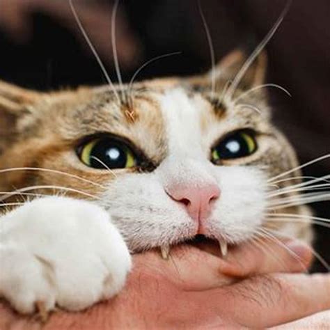 Why Do Cats Bite For No Reason Diy Seattle