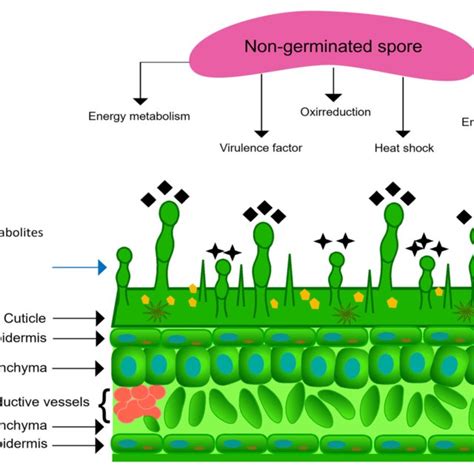 Pre Infection Communication Of Pathogen And The Phylloplane