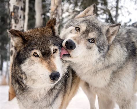 Colorado Wildlife Center Welcomes Red Wolves Westword