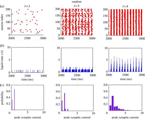 Biological Modelling Of A Computational Spiking Neural Network With Neuronal Avalanches
