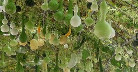 덩굴식물이 주렁주렁