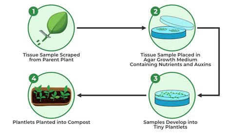 Tissue Culture Types And Advantages Of Tissue Culture Geeksforgeeks