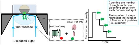 Single Molecule Fluorescence Imaging On The Cell Membrane